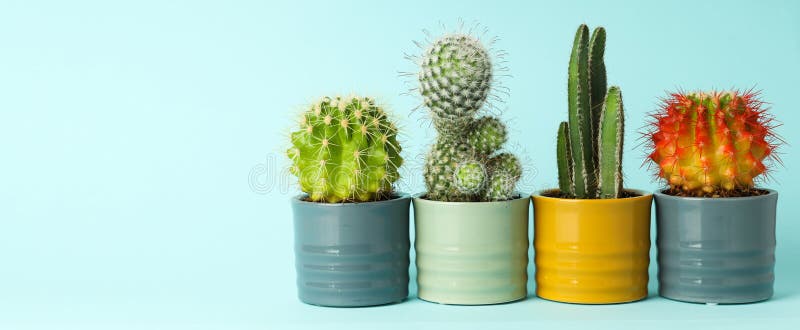 Cozy Hobby Growing House or Indoor Plants - Cactus Stock Photo - Image ...