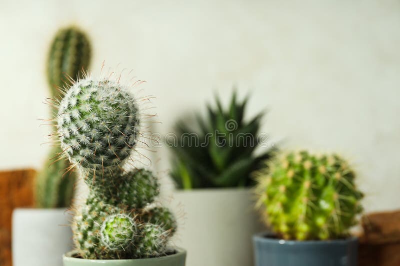 Cozy Hobby Growing House or Indoor Plants - Cactus Stock Photo - Image ...