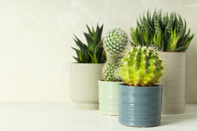 Cozy Hobby Growing House or Indoor Plants - Cactus Stock Photo - Image ...
