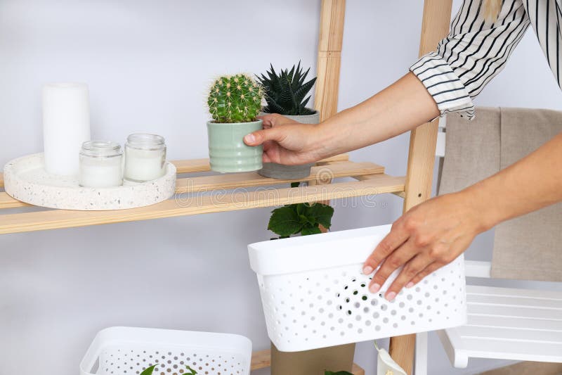 Cozy Hobby - Growing Indoor Plants at Home Stock Photo - Image of ...