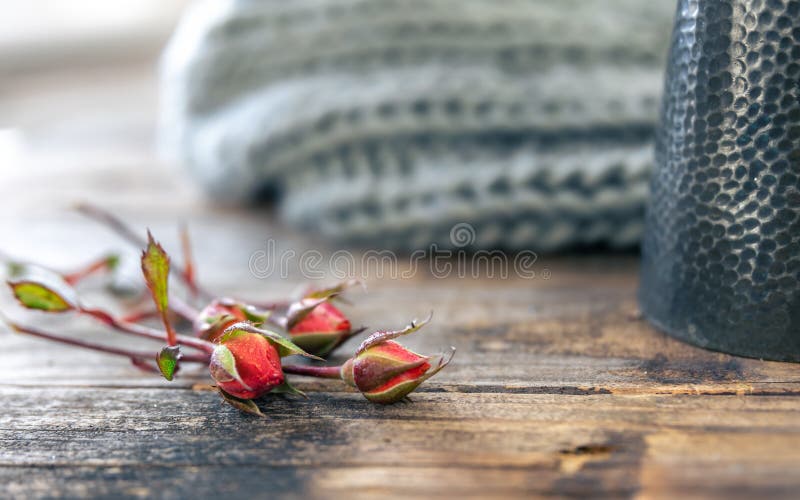 Cozy Home Background with Unopened Flowers and Knitted Element, Copy ...