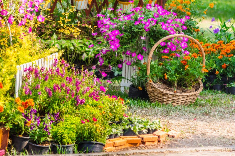 Home Flower Garden on Summer. Stock Photo - Image of growth, perennial ...
