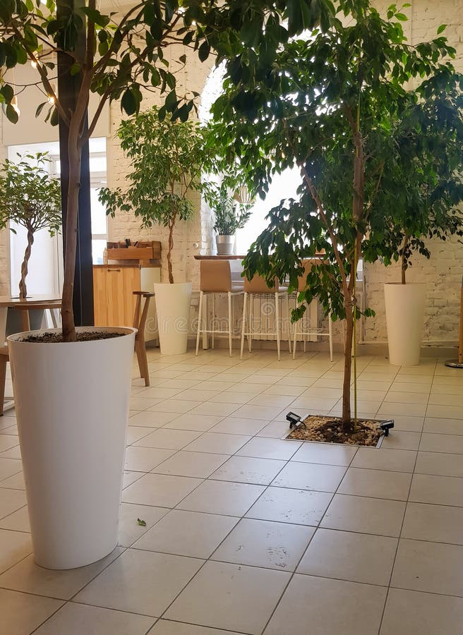 Cozy Interior of a Modern Cafe with Plants, Chairs. a Large Pot with ...