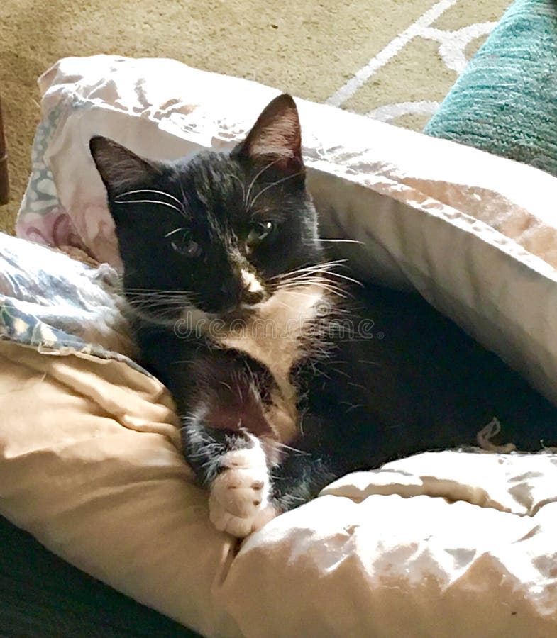 Cozy kitty stock image. Image of pillows, cozy, kitty - 106040059