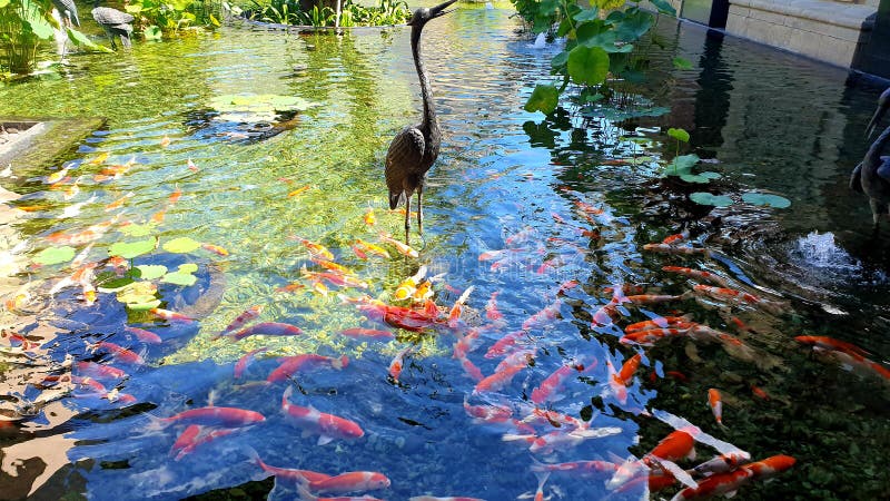Cozy Koi fish pond stock image. Image of fish, clear - 223201215
