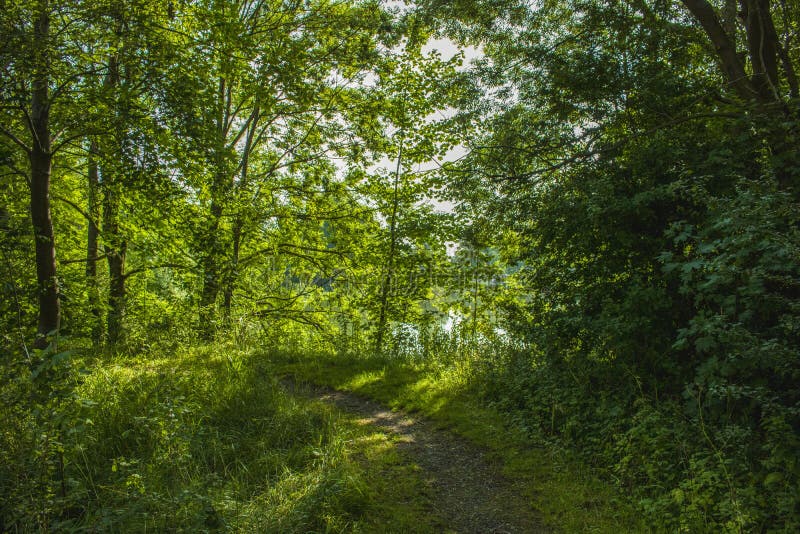 A Rural Path among the Trees and the Grass. Stock Photo - Image of ...