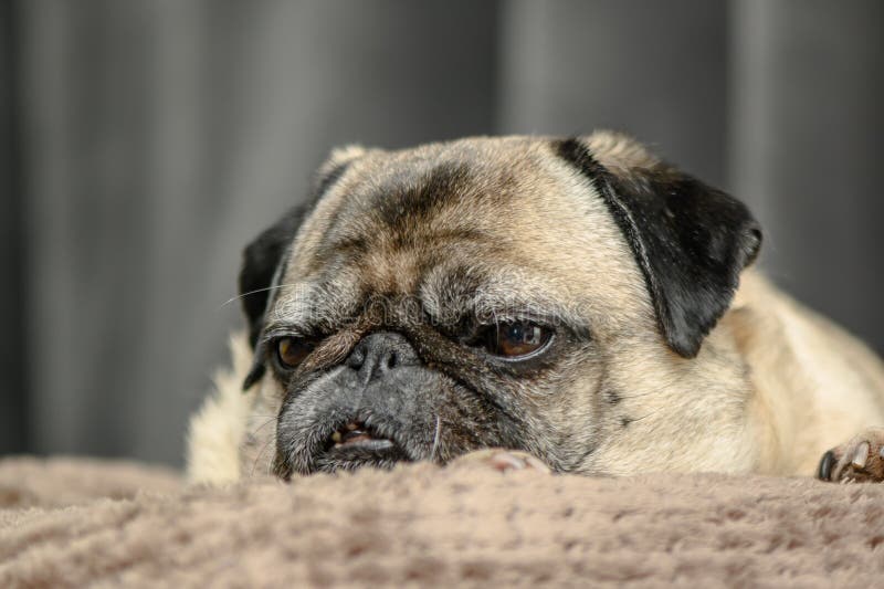 Cozy Pug Lying on the Sofa 10 Stock Photo - Image of friend, face ...