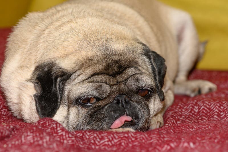 Cute Pug Dog on Sofa at Home 8 Stock Photo - Image of looking, canine ...