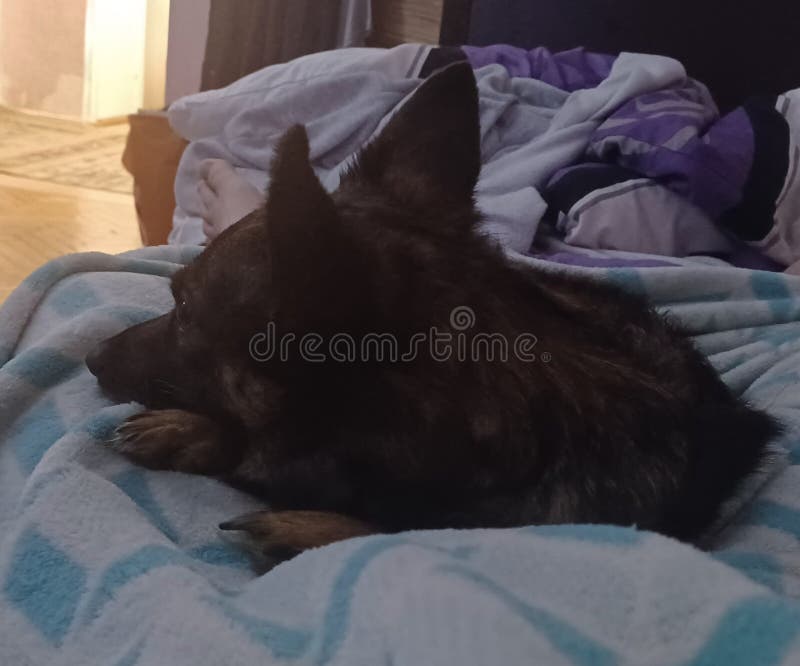 Cozy Rest on a Blanket stock image. Image of cozy, rest - 351032947