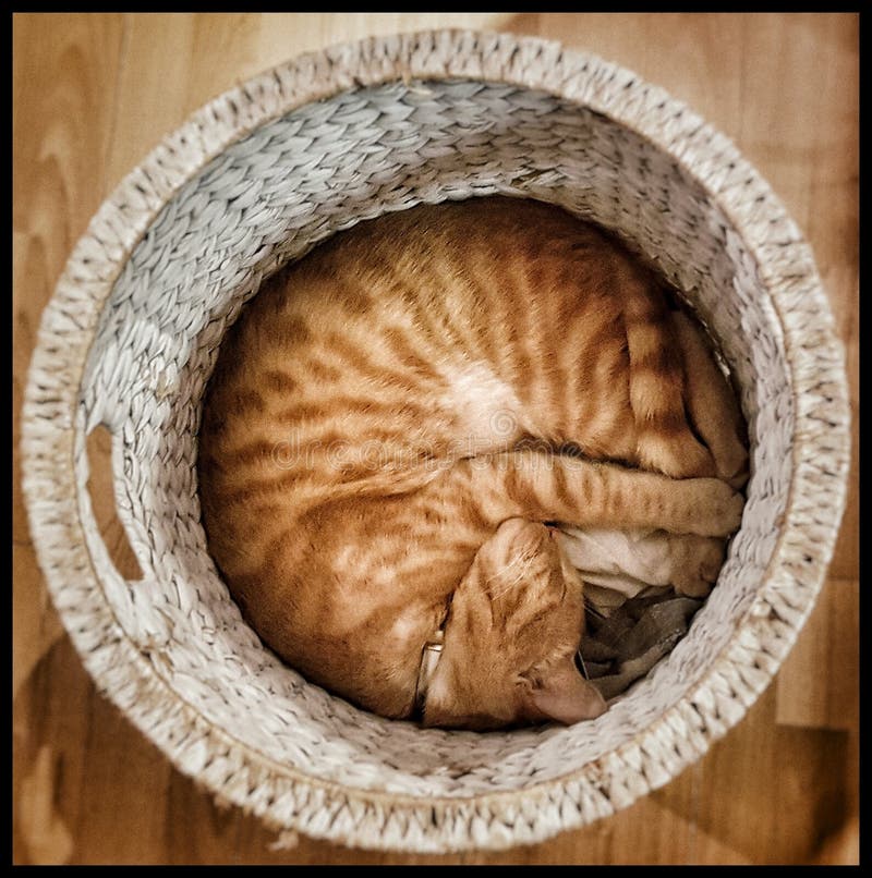 Cozy Siesta: Red Tabby Cat Napping in Wicker Laundry Basket Stock Image ...