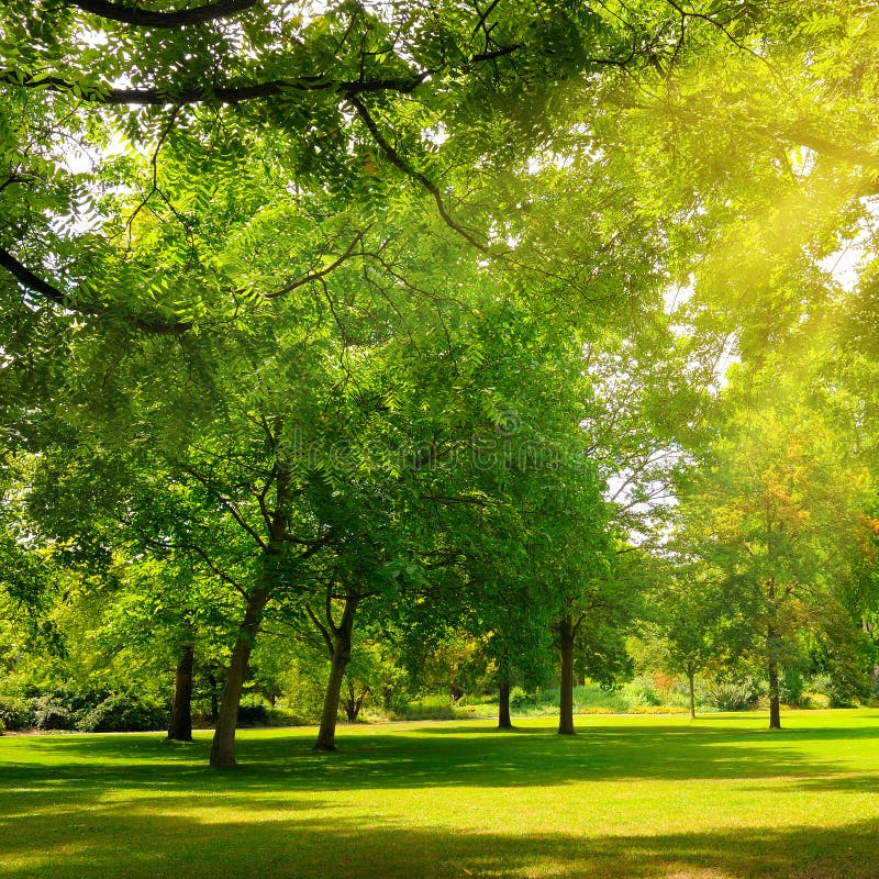 Cozy Summer Park with Extensive Lawns Stock Image - Image of spring ...