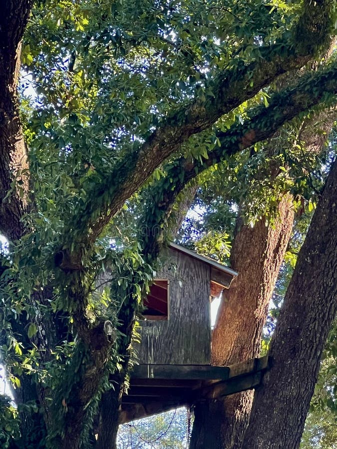 A Cozy Treehouse Perched among the Sturdy Branches of a Tall Tree ...