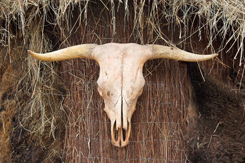 Cráneo animal imagen de archivo. Imagen de huesos, hueso - 12675031