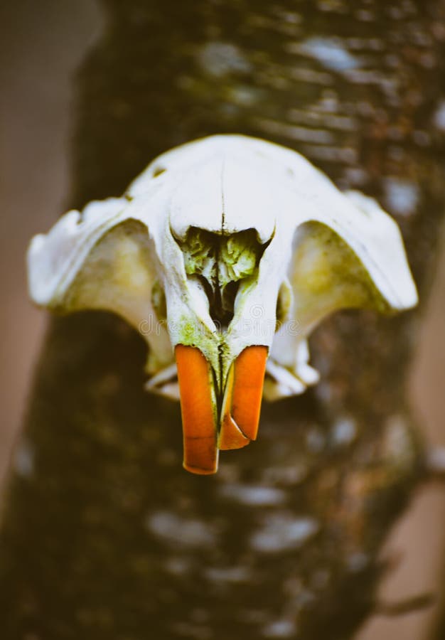 Cráneo castor foto de archivo. Imagen de animal, europeo - 179778916