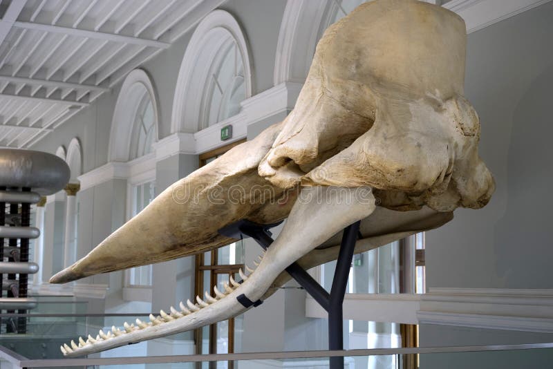 La Cabeza De La Ballena De Esperma Produce Una Fuente Del Agua Antes ...