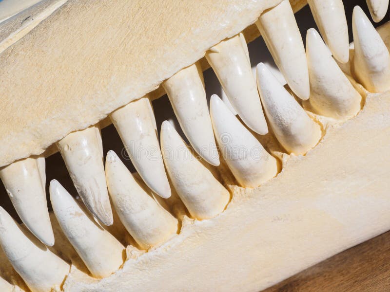 Cráneo de la orca imagen de archivo. Imagen de esqueleto - 109160913