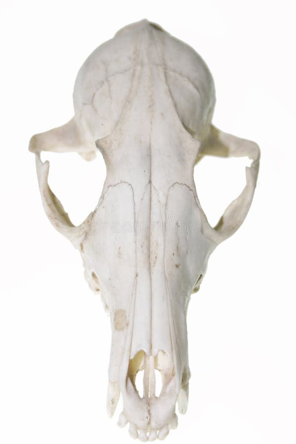 Cráneo del Fox imagen de archivo. Imagen de cubo, pista - 1390683