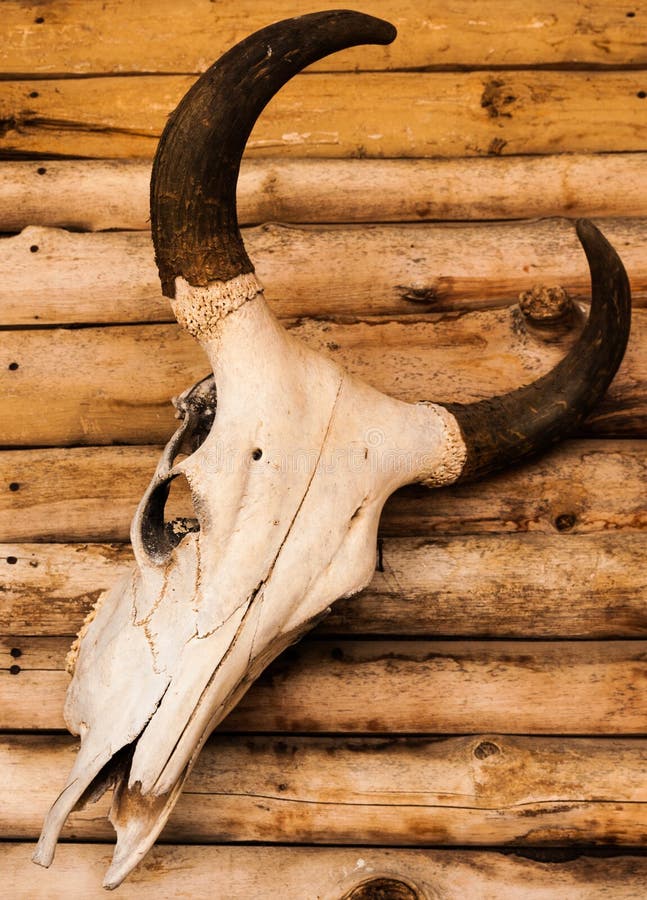 Cráneo De Un Toro Colgando De Un árbol Contra El Cielo Imagen de ...