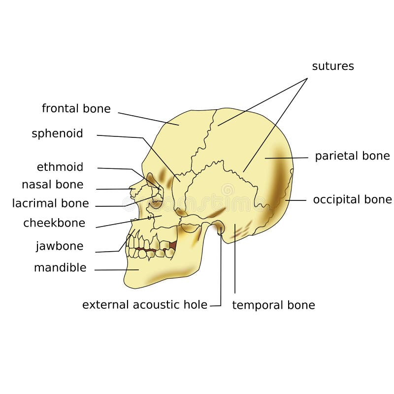 Crâne Humain, Illustration 3D Illustration Stock - Illustration du ...