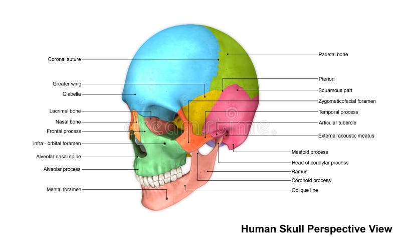 Crâne humain illustration stock. Illustration du mandibule - 76446196