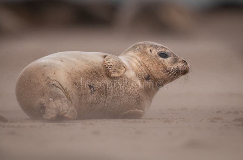 Lemur de Madagascar imagen de archivo. Imagen de animal - 26528981
