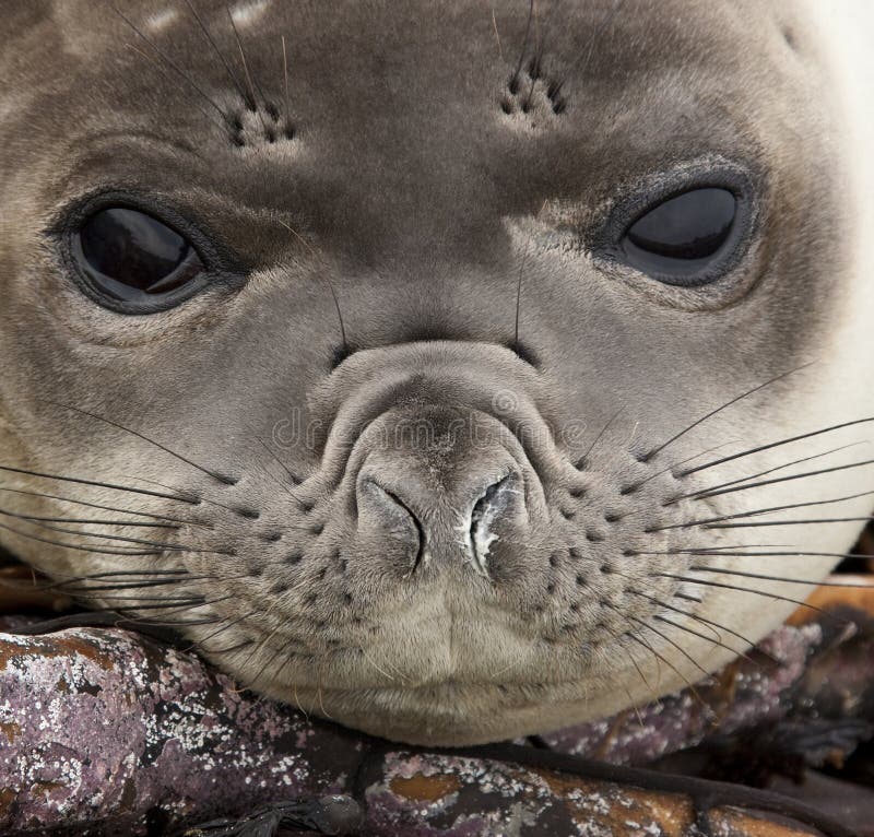 Cría De Foca De Elefante - Islas Malvinas Imagen de archivo - Imagen de ...