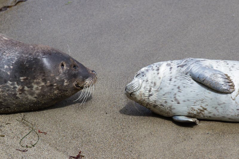 Madre Con La Cría De Foca Fotos - Libres de Derechos y Gratuitas de ...