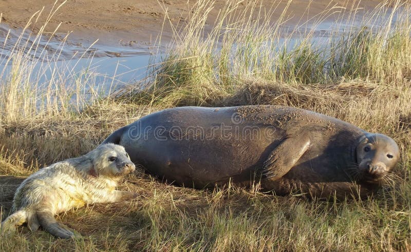Madre Con La Cría De Foca Fotos - Libres de Derechos y Gratuitas de ...