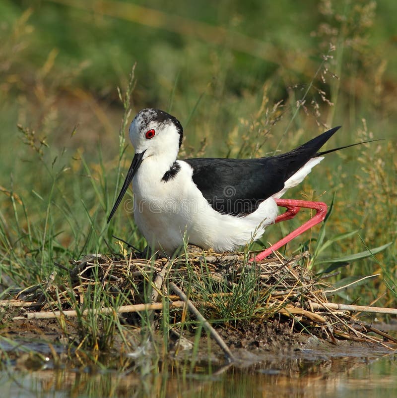 Cría Del Zanco (himantopus Del Himantopus) Imagen de archivo - Imagen ...