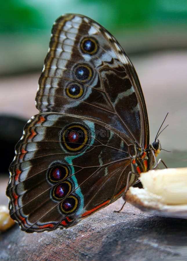 Owl Butterfly stock photo. Image of pollen, flowers - 276246872