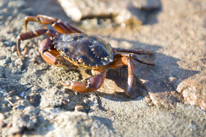 Crab nippers stock image. Image of animal, isolated, reddish - 3687271