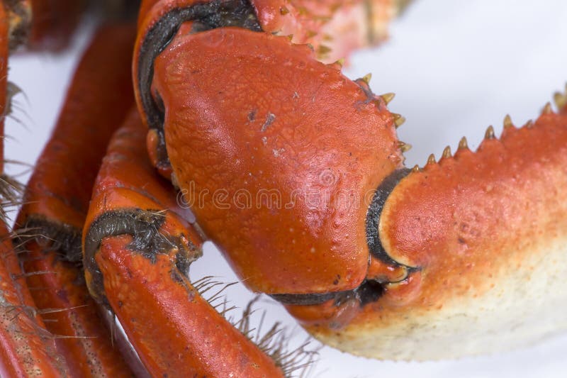 Crab stock photo. Image of exotic, shellfish, color, macro - 12527310