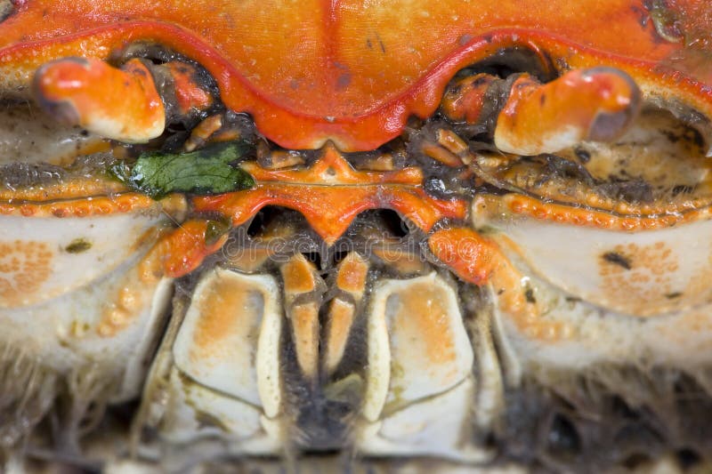 Crab Face stock image. Image of detail, seafood, animal - 12527261