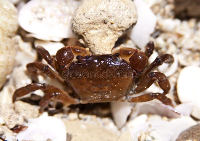 Ladybug stock image. Image of melancholic, nature, multi - 2931221