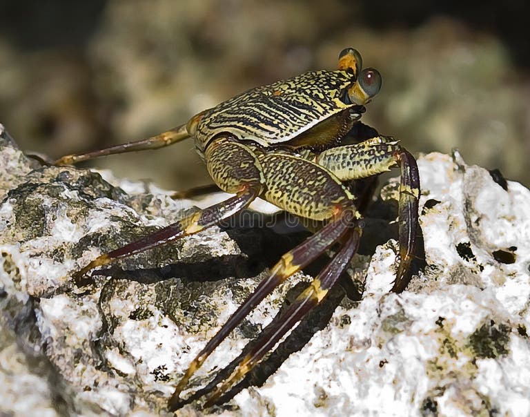 486 Point Crab Stock Photos - Free & Royalty-Free Stock Photos from ...