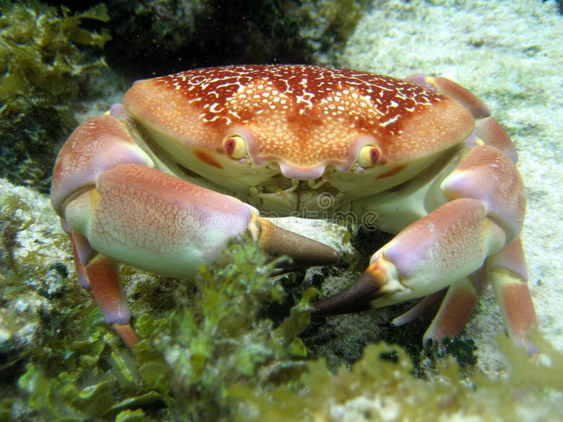 Dwarf Zebra Hermit Crab - Calcinus Laevimanus Stock Photo - Image of ...