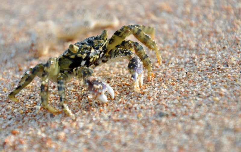 Crab stock image. Image of southern, environment, ocean - 15197397