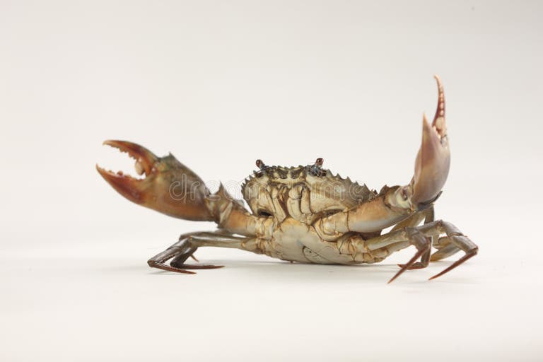 192,513 Crab Urdu Stock Photos - Free & Royalty-Free Stock Photos from ...