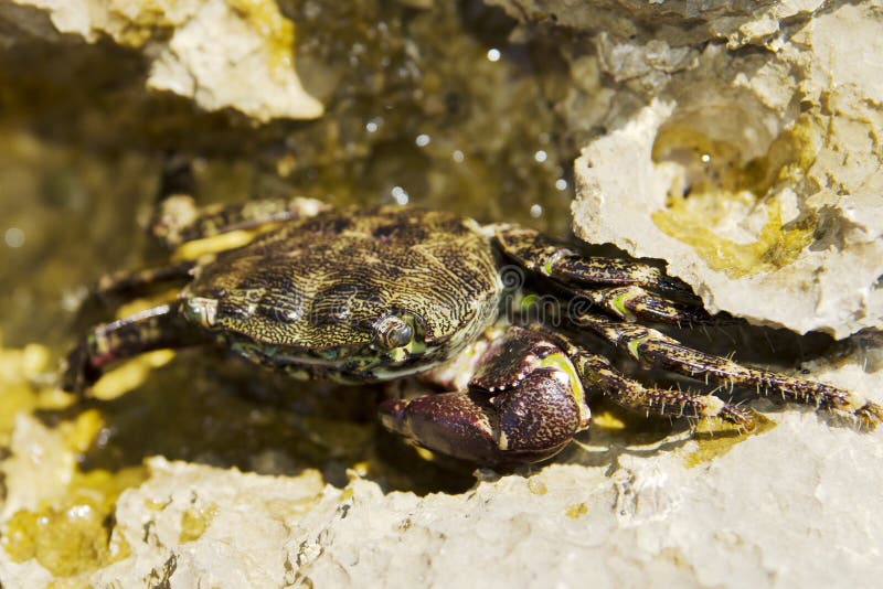 Crab stock photo. Image of macro, aquatic, exotic, closeup - 20317052