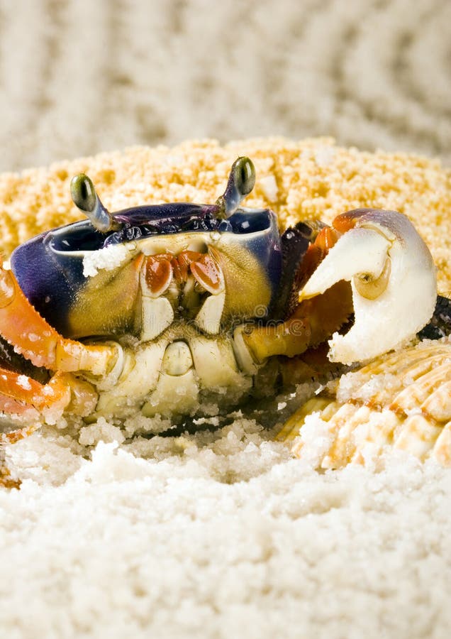 Crab stock image. Image of crustacean, eyes, coast, confused - 2104363