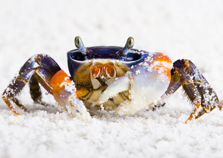 Crab stock image. Image of cephalothorax, crabs, abdomen - 2104373