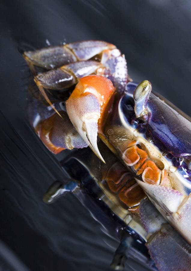 Crab stock image. Image of animal, confused, abdomen, frutti - 2104439