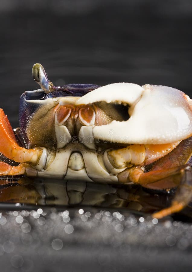 Crab stock image. Image of callinectes, creamy, legs, drops - 2104513