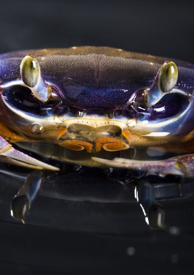 Crab stock photo. Image of aqua, crab, crustacean, blue - 2104580