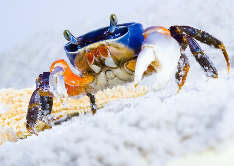 Crab stock image. Image of maxilla, crustacean, marine - 2104599