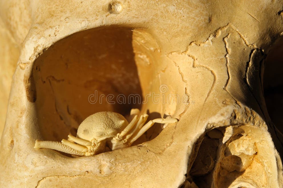 Crab stock photo. Image of history, bone, human, victim - 26343176
