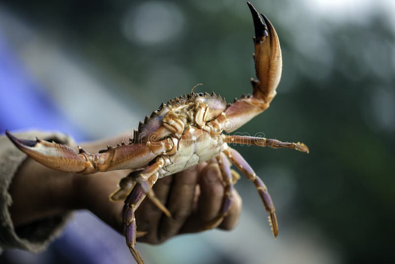 Crab stock photo. Image of nature, sale, hold, nutrition - 26505130