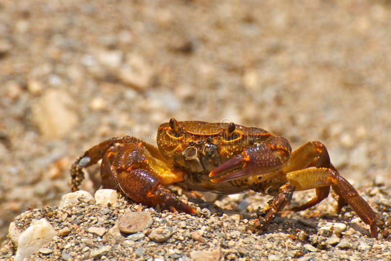 Crab stock image. Image of alien, animal, closeup, shellfish - 5408029