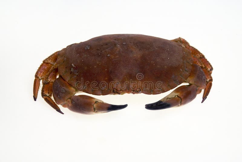 Oriole ; golden oriole stock photo. Image of appeal, beauty - 1342384