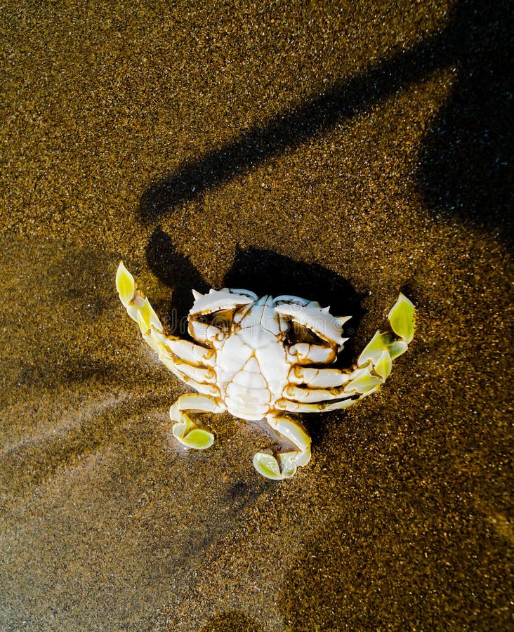 The amazing creature stock image. Image of figure, historic - 82986813